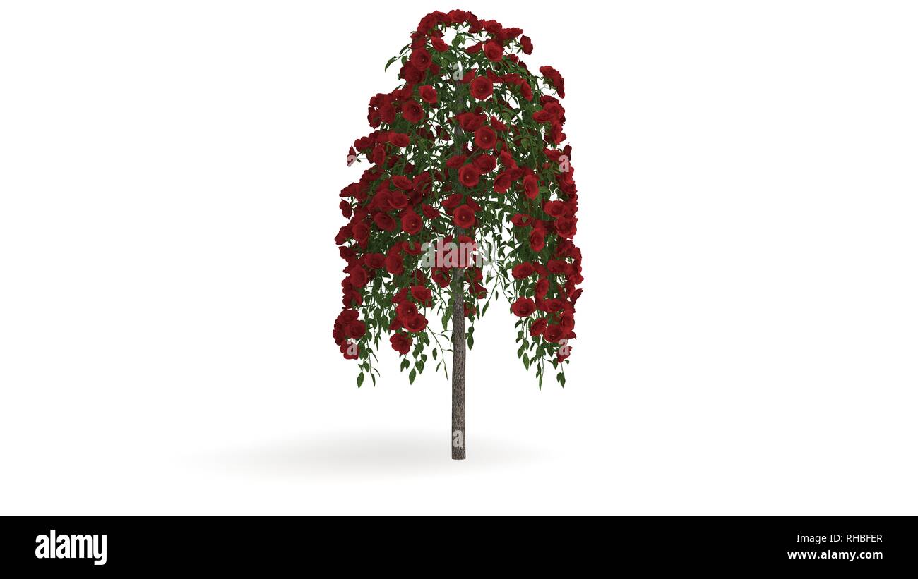 3d rendering of a green plant isolated on a white background Stock ...