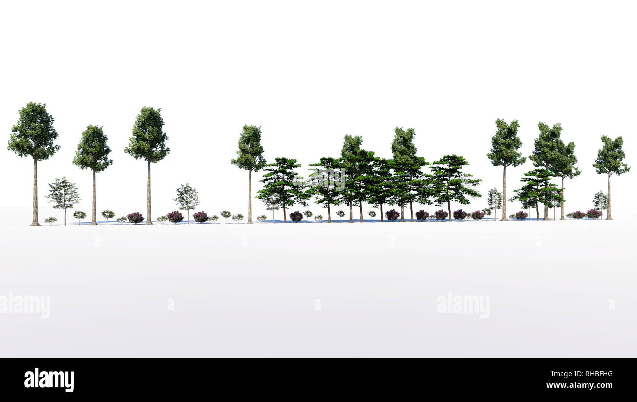 3d rendering of a group of tree raw for architectrural background use ...