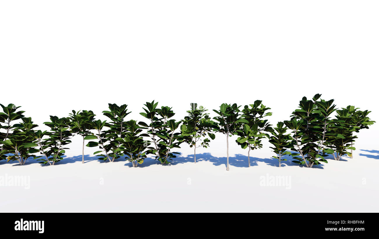 3d rendering of a group of tree raw for architectrural background use ...