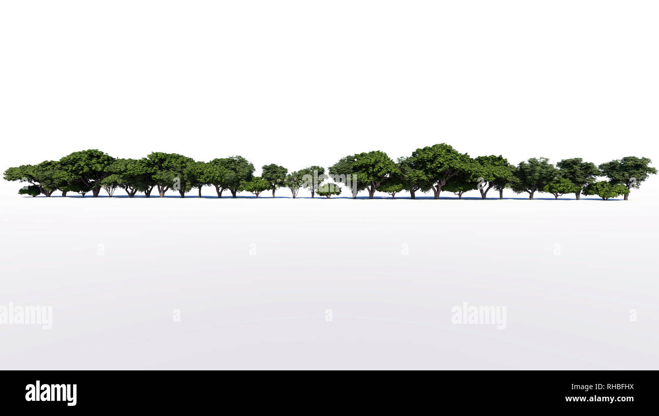 3d rendering of a group of tree raw for architectrural background use ...