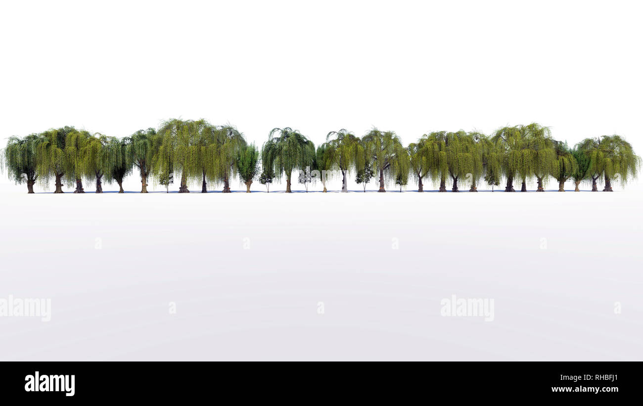 3d rendering of a group of tree raw for architectrural background use ...