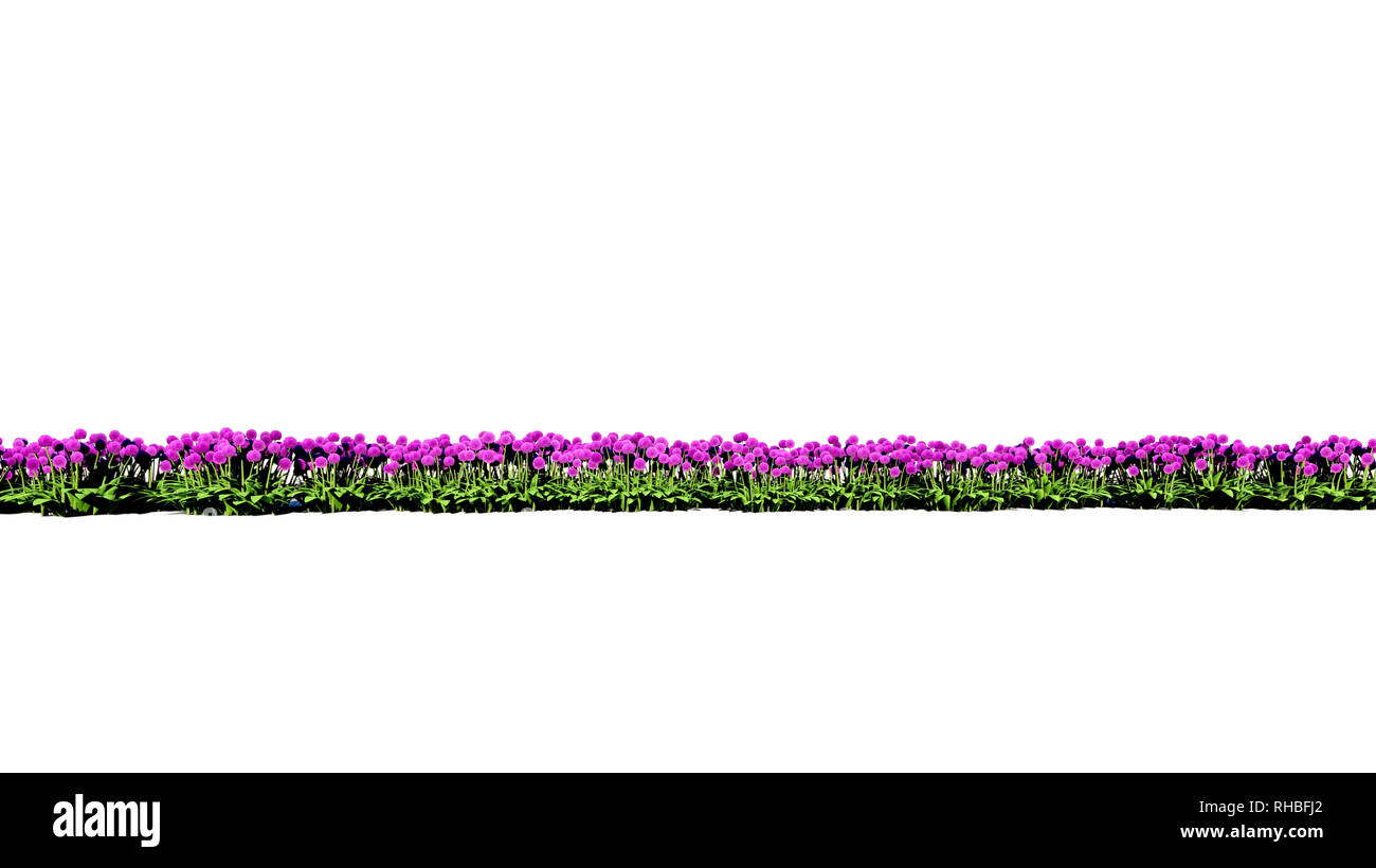 3d rendering of row of flowers isolated on a white background for ...
