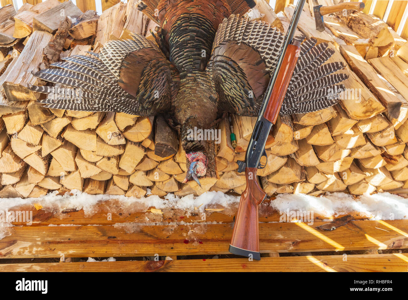 Remington 1100 12 gauge semi-automatic shotgun and a harvested spring ...