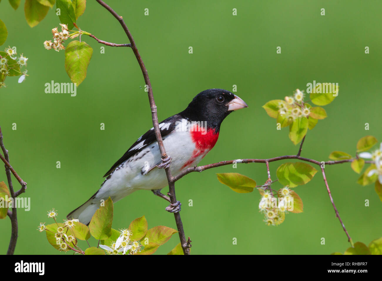 Male rose-breasted grosbeak in northern Wisconsin Stock Photo - Alamy