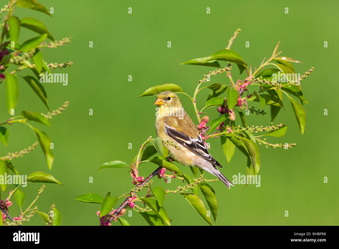 American goldfinch - female Stock Photo - Alamy