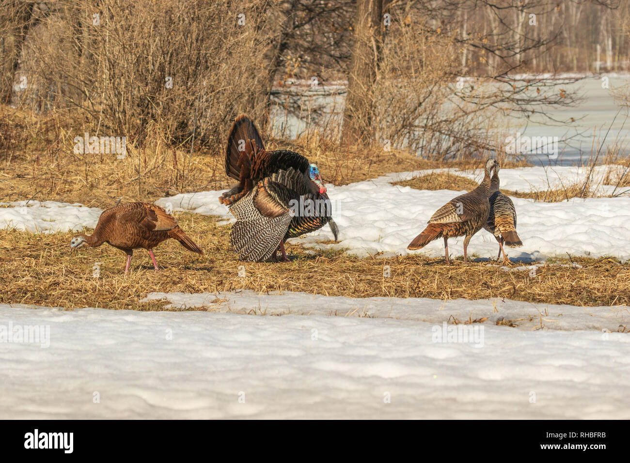 Male tom turkey hens in hi-res stock photography and images - Alamy