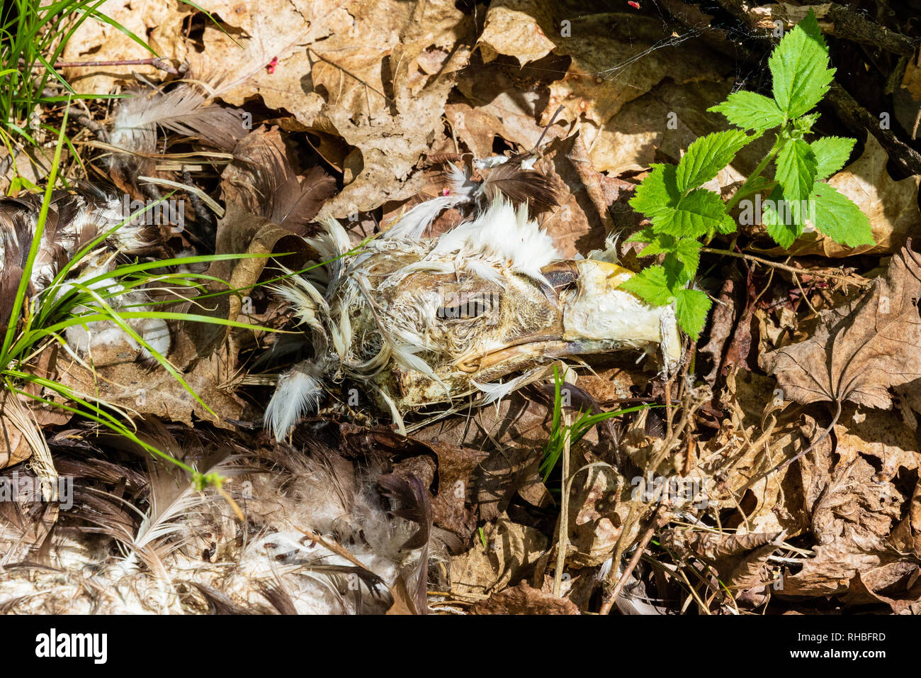 A dead bald eagle in the shadows of a northern Wisconsin forest Stock ...