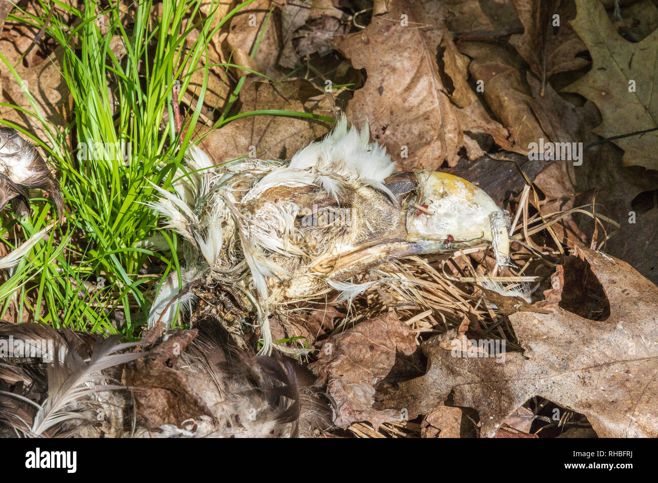 A dead bald eagle in the shadows of a northern Wisconsin forest Stock ...