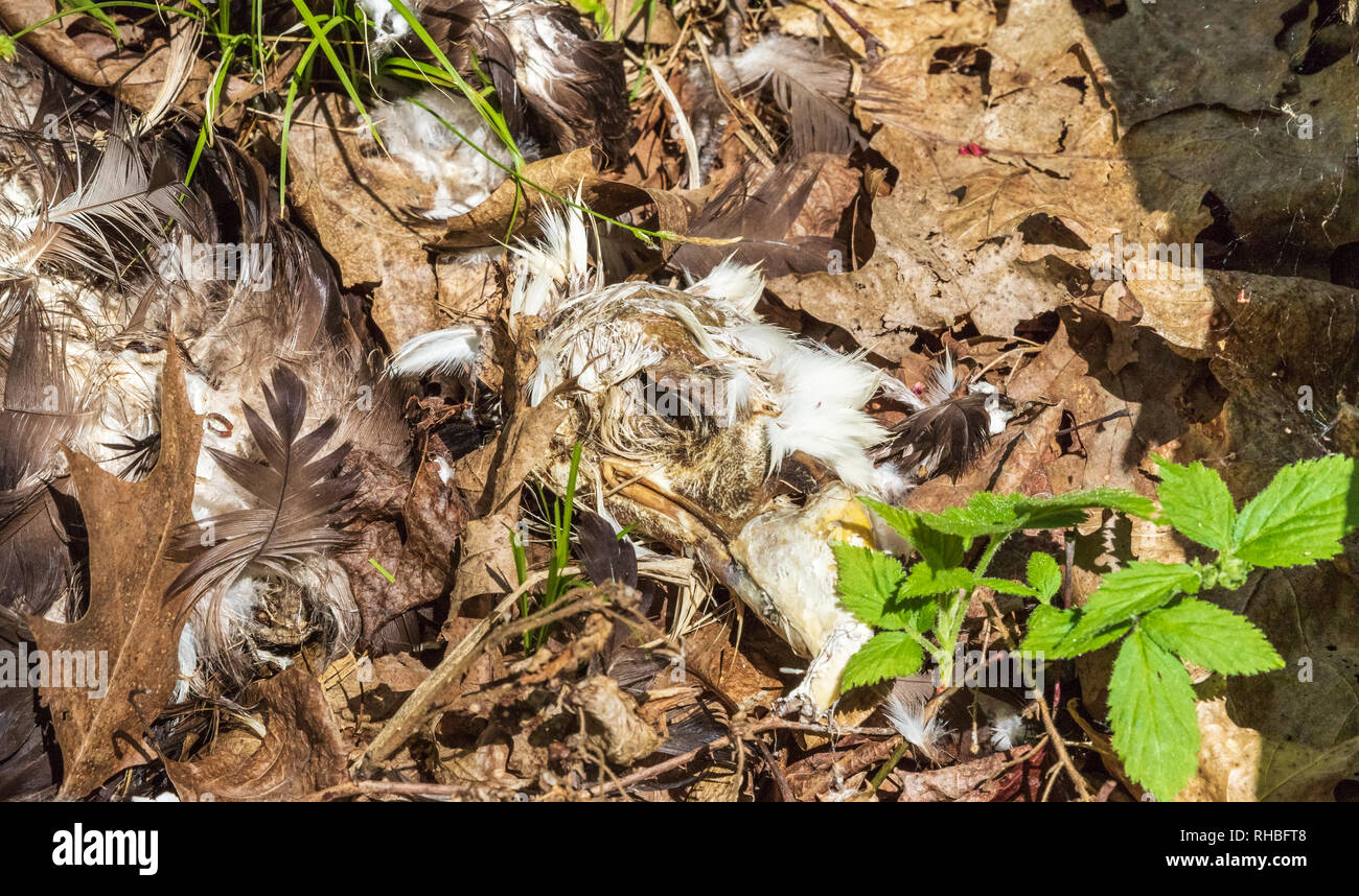 Dead bald eagle hi-res stock photography and images - Alamy