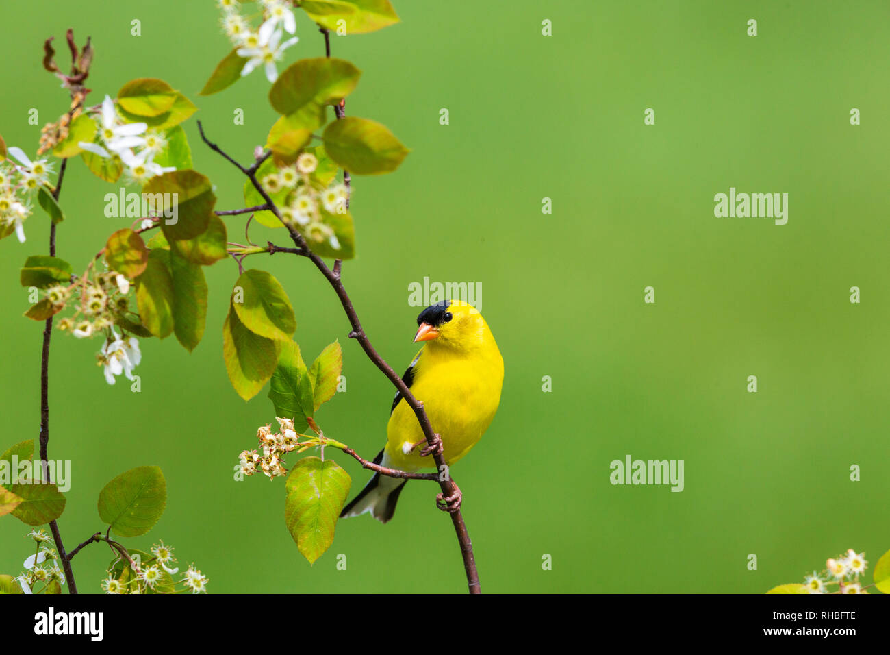 Goldfinch family hi-res stock photography and images - Alamy