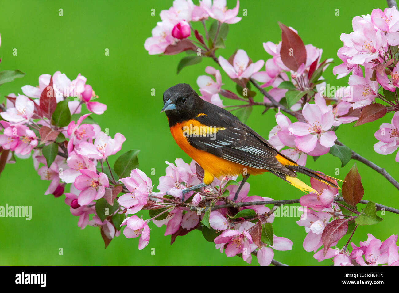 Male Baltimore oriole perched in a flowering crabapple tree Stock Photo ...