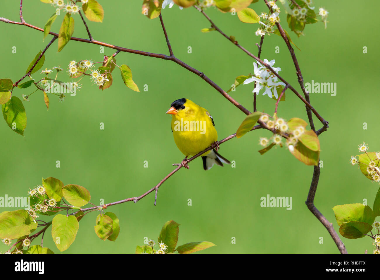 Goldfinch family hi-res stock photography and images - Alamy