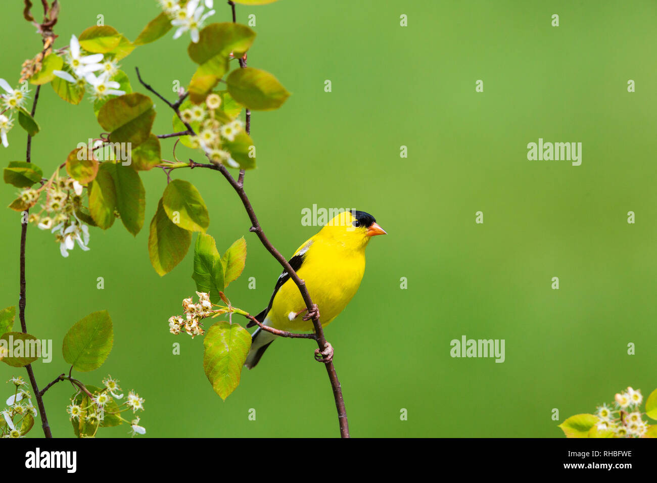 American goldfinch in spring hi-res stock photography and images - Alamy