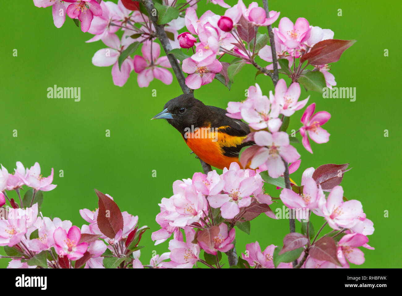 Male Baltimore oriole perched in a flowering crabapple tree Stock Photo ...