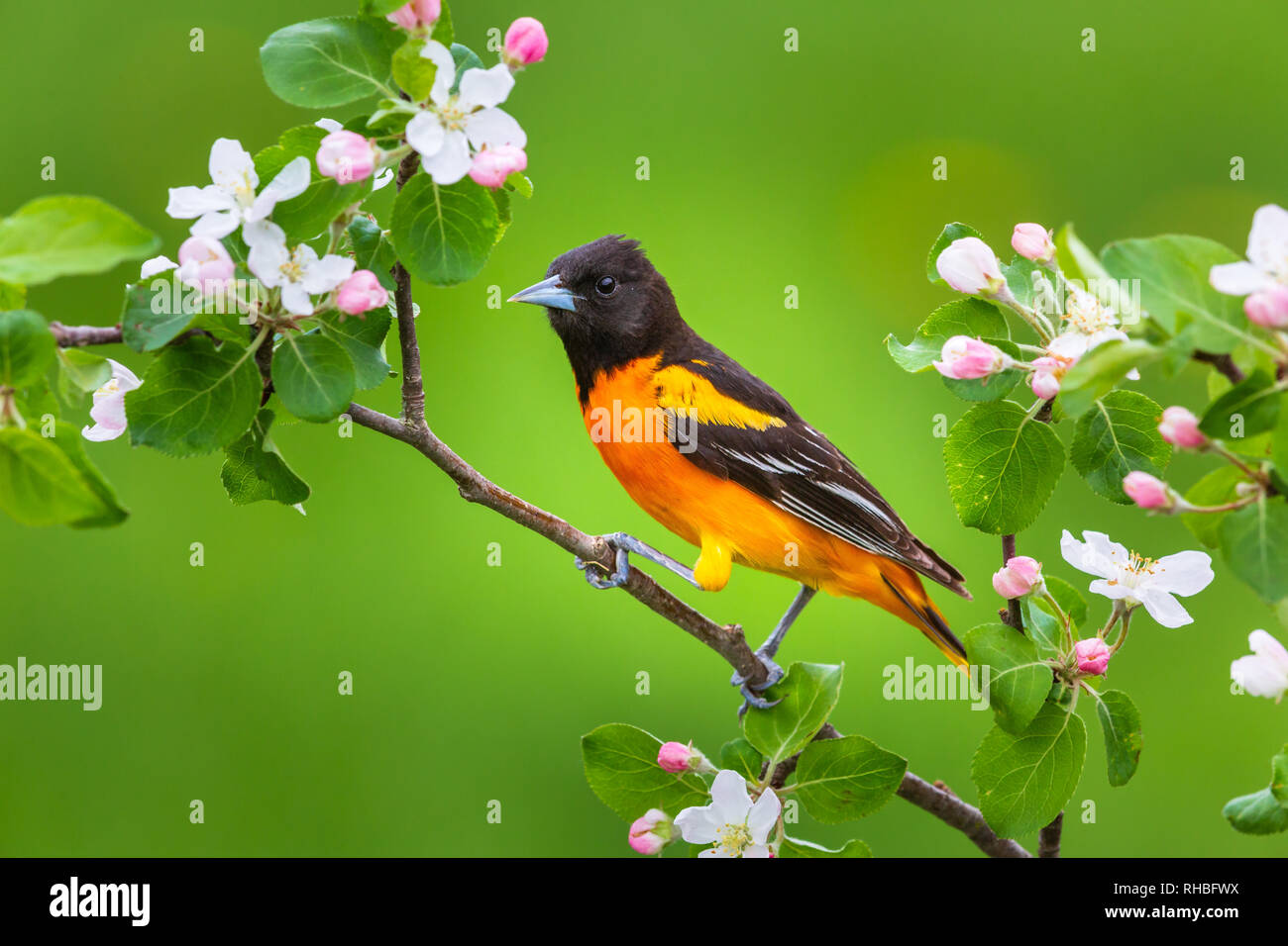 Baltimore oriole in flowers hi-res stock photography and images - Alamy