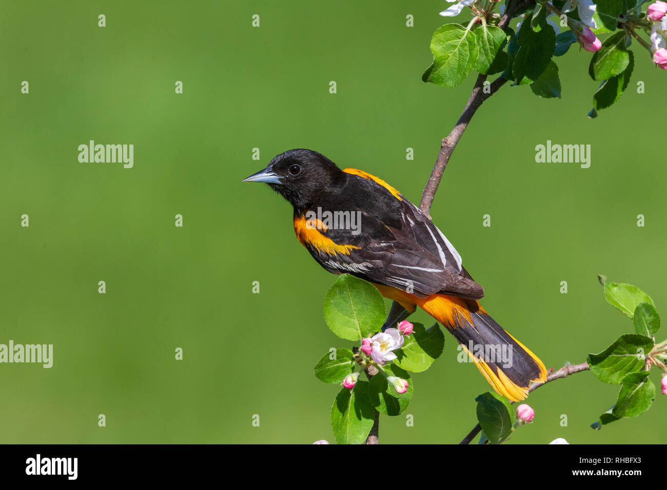 Male flowering hi-res stock photography and images - Alamy