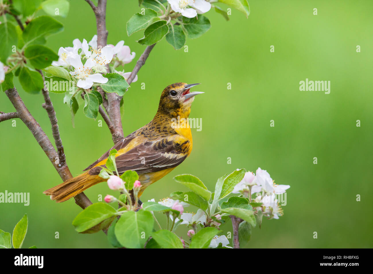 Female Baltimore oriole singing in a flowering apple tree Stock Photo ...