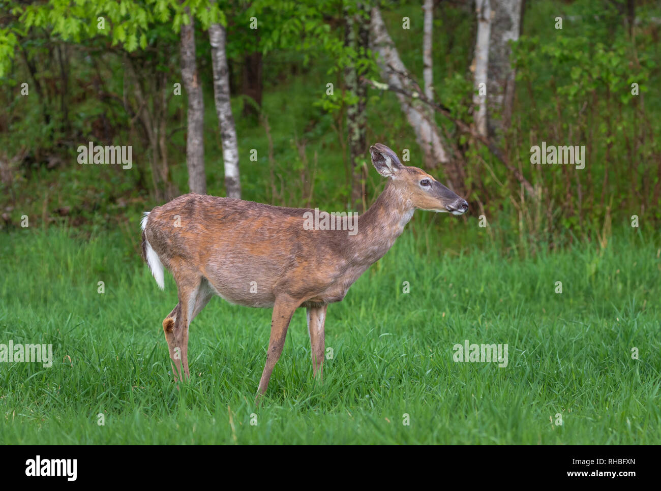 Pregnant doe hi-res stock photography and images - Alamy