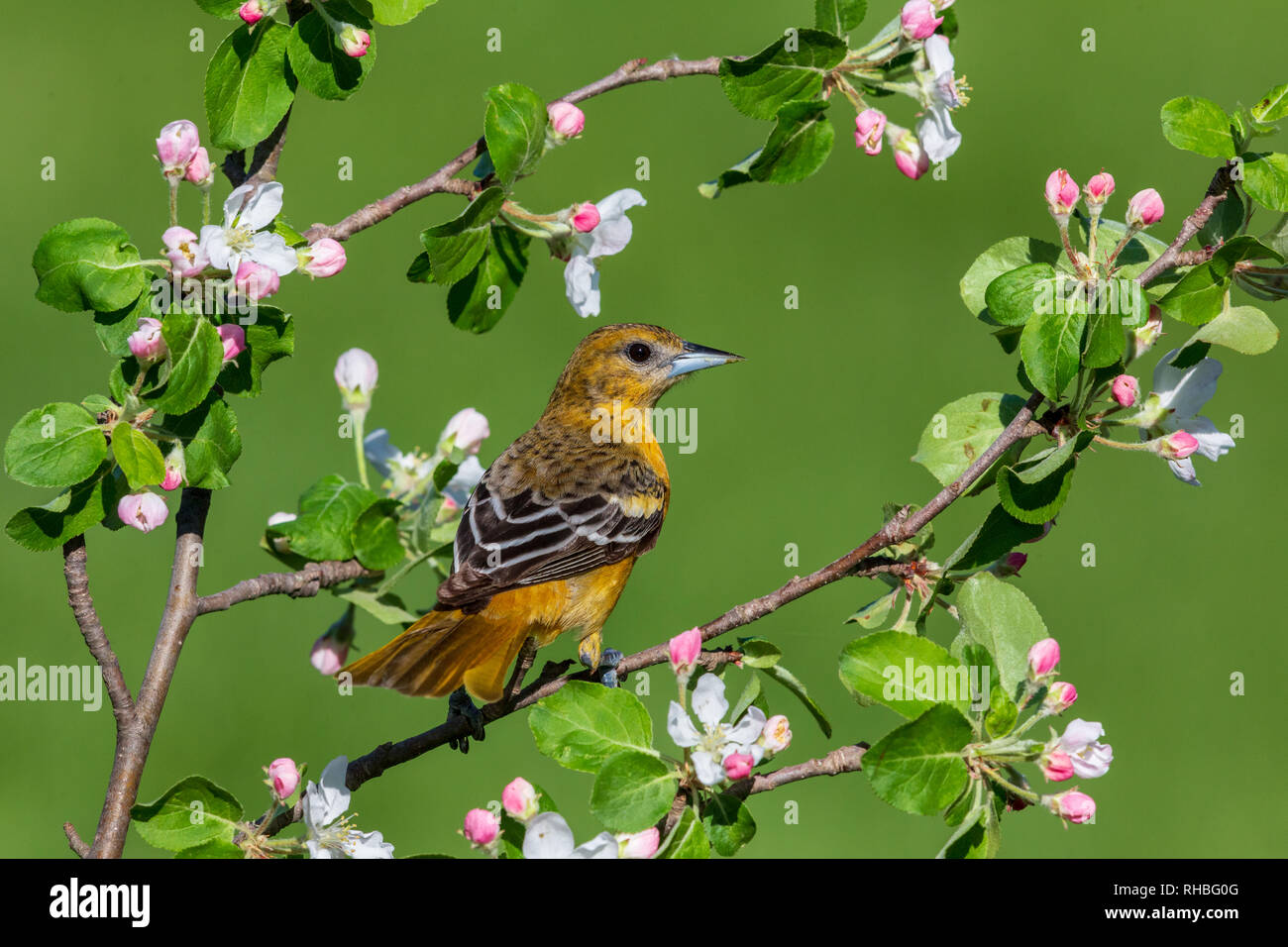 Female oriole hi-res stock photography and images - Alamy