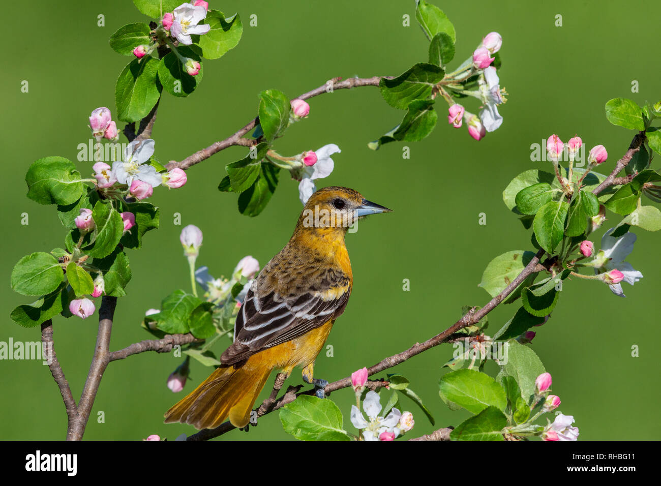 Female northern oriole hi-res stock photography and images - Alamy