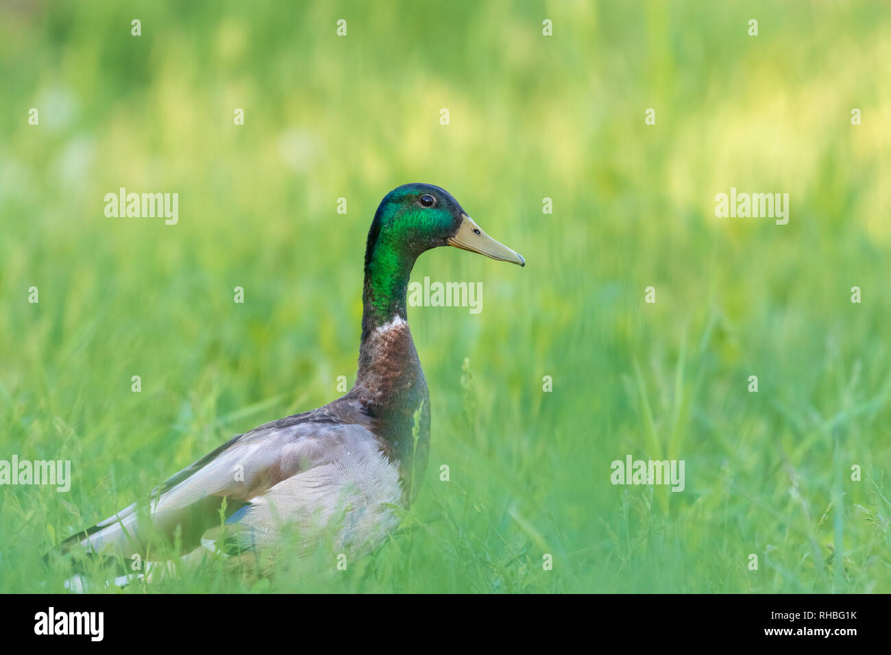 Drake mallard in a northern Wisconsin field Stock Photo - Alamy