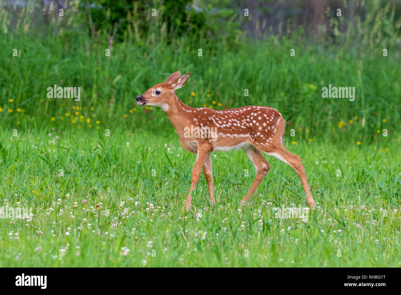 White-tailed fawn in a northern Wisconsin meadow Stock Photo - Alamy