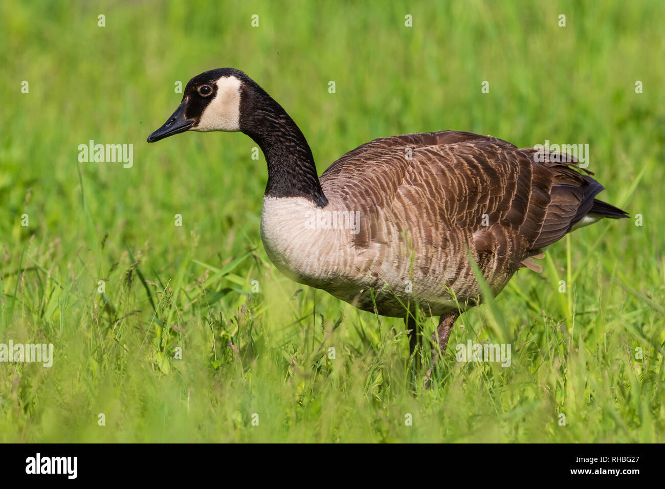 Canada goose canadensis standing field hi-res stock photography and ...