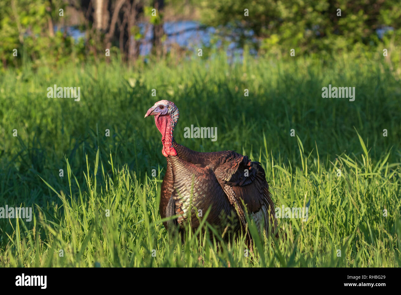 Tom turkey in northern Wisconsin Stock Photo - Alamy