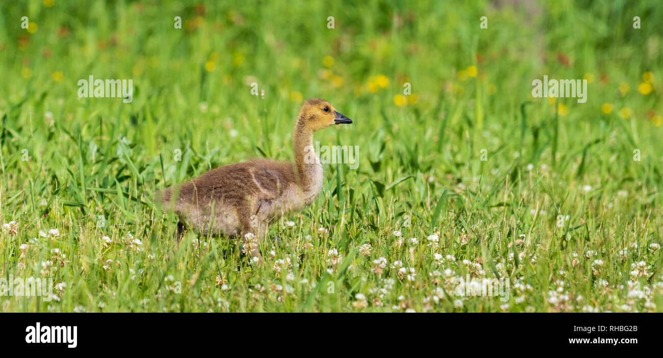 Gosling walking in a northern Wisconsin meadow Stock Photo - Alamy