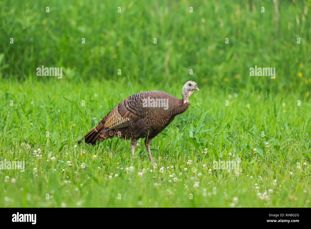 Hen wild turkey walking in a northern Wisconsin field Stock Photo - Alamy