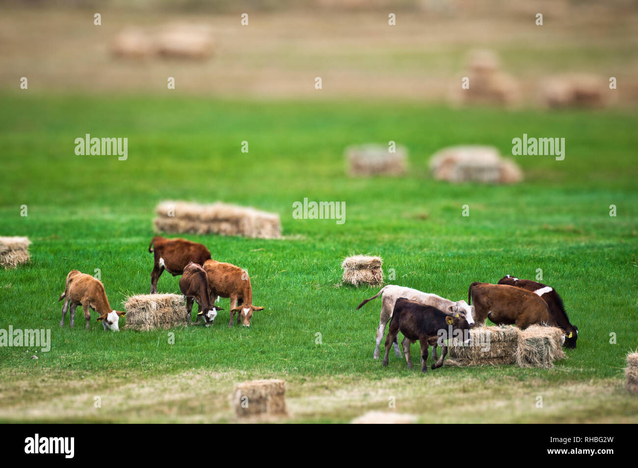 Cows in a Field Stock Photo - Alamy