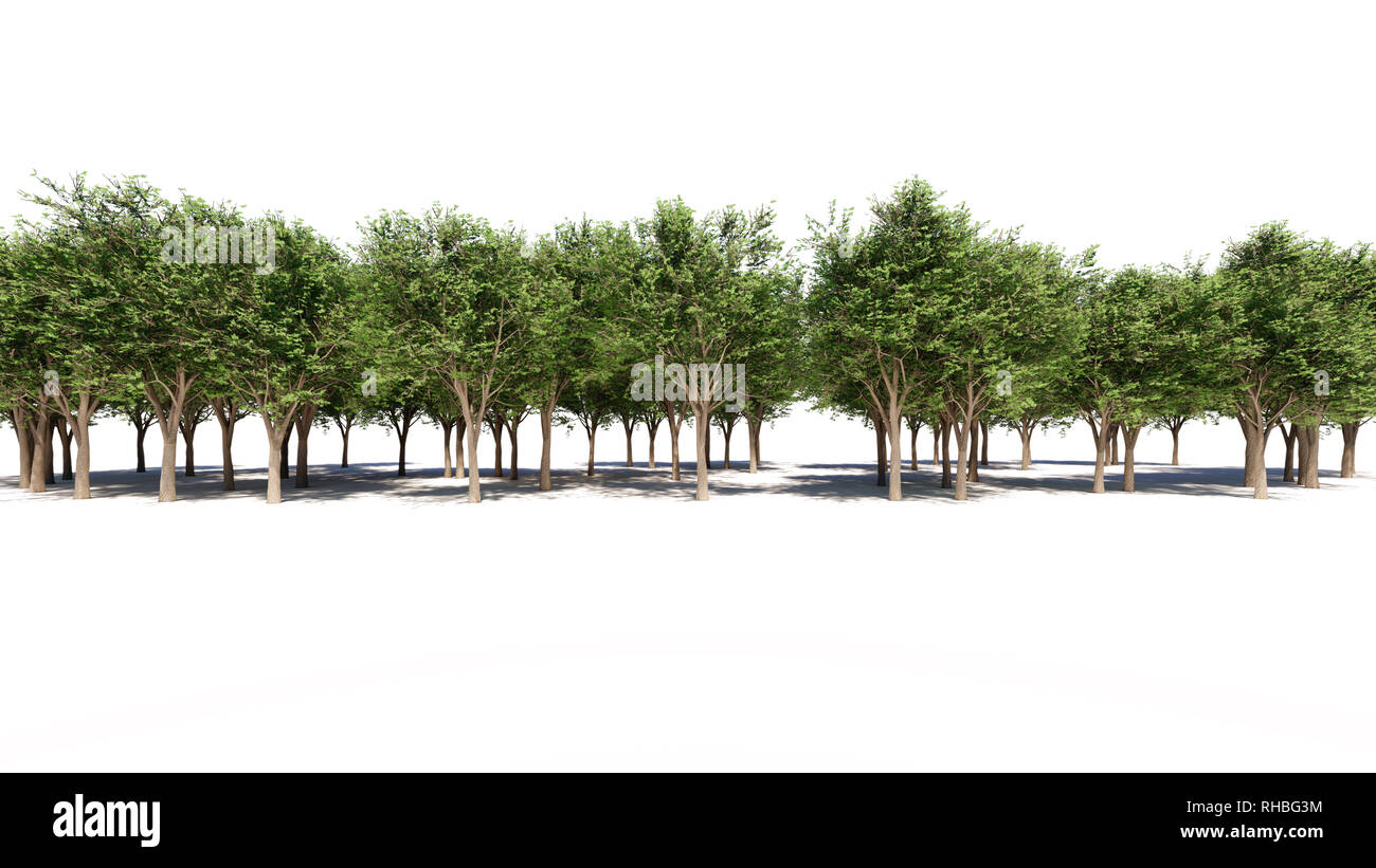 3d rendering of a group of plants raw for architectrural background use ...