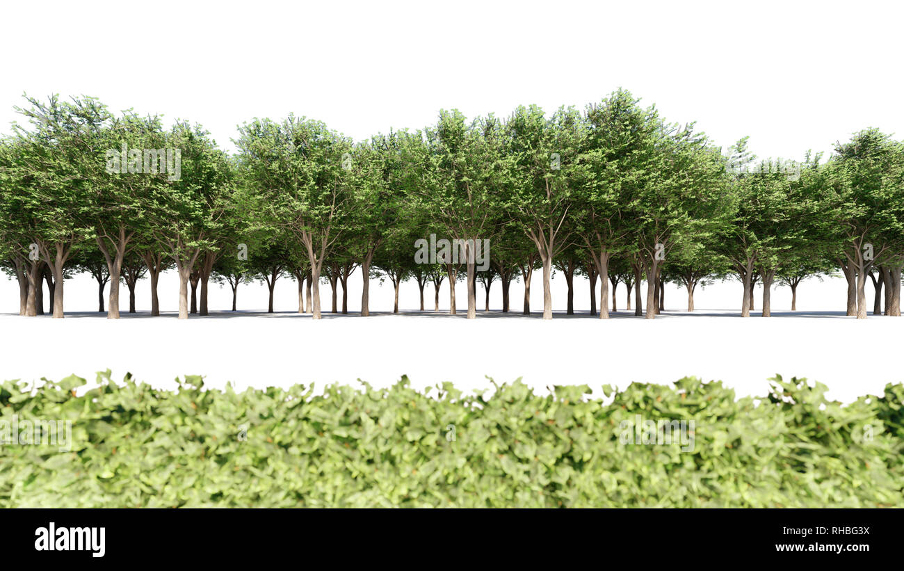 3d rendering of a group of plants raw for architectrural background use ...