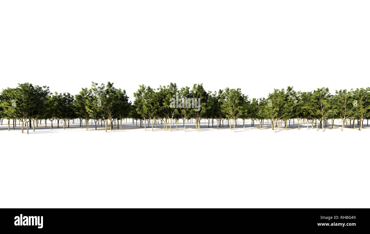 3d rendering of a group of plants raw for architectrural background use ...