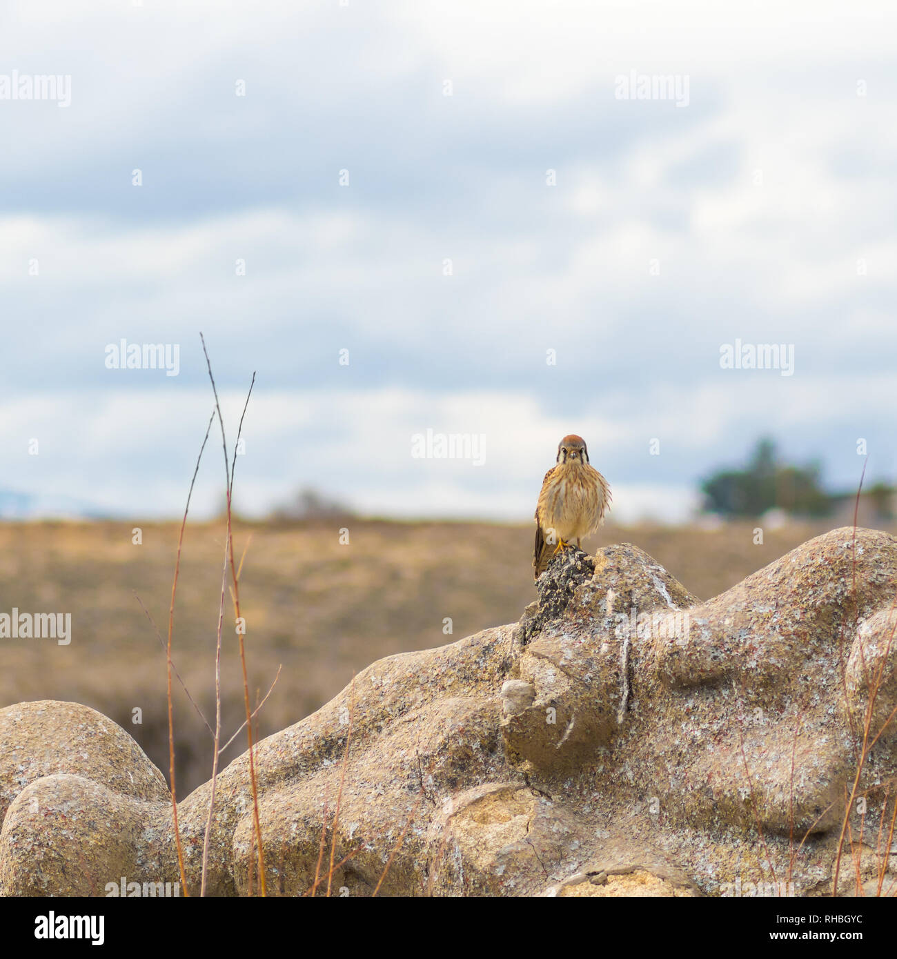 American kestrel perching hi-res stock photography and images - Alamy