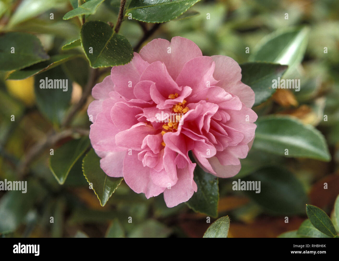 PINK CAMELLIA FLOWER IN BLOOM Stock Photo - Alamy