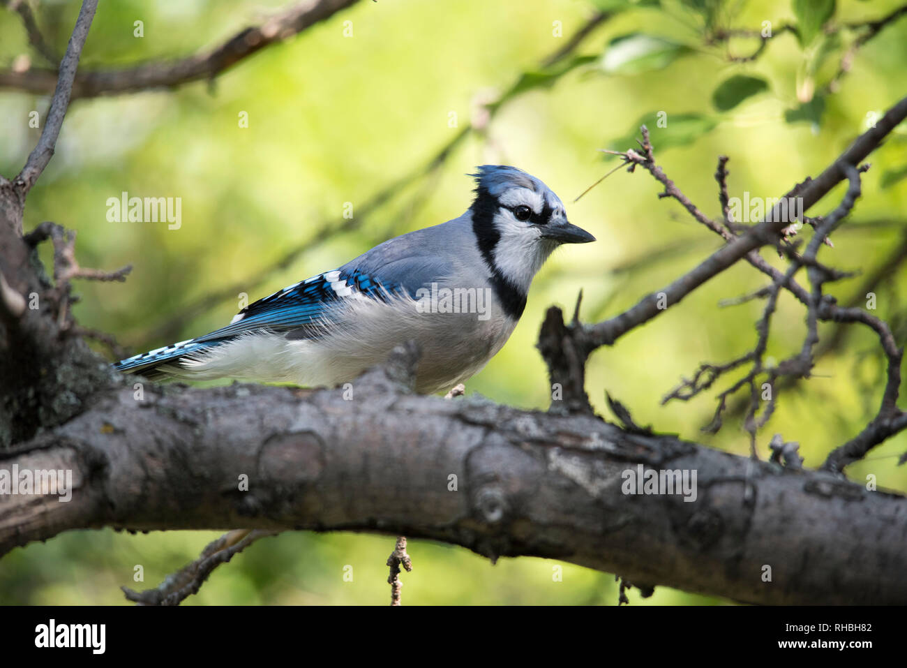 A blue jay sitting on the branch of a tree in summer Stock Photo - Alamy