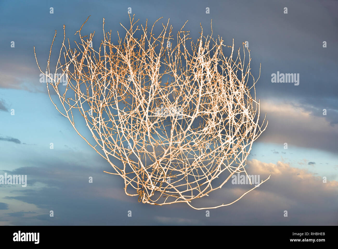 Tumbleweed hi-res stock photography and images - Alamy