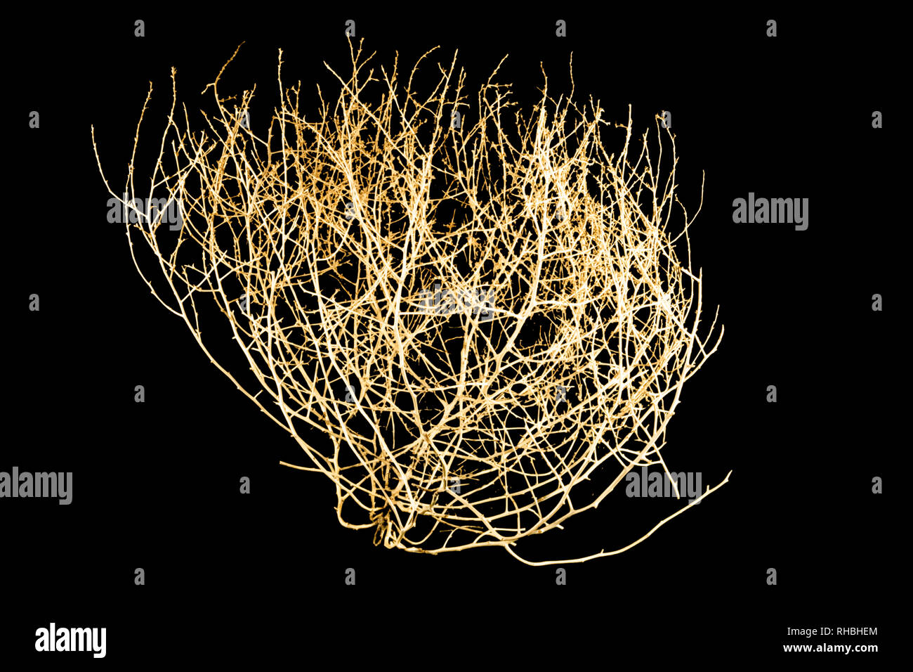 Tumbleweed on black background Stock Photo - Alamy