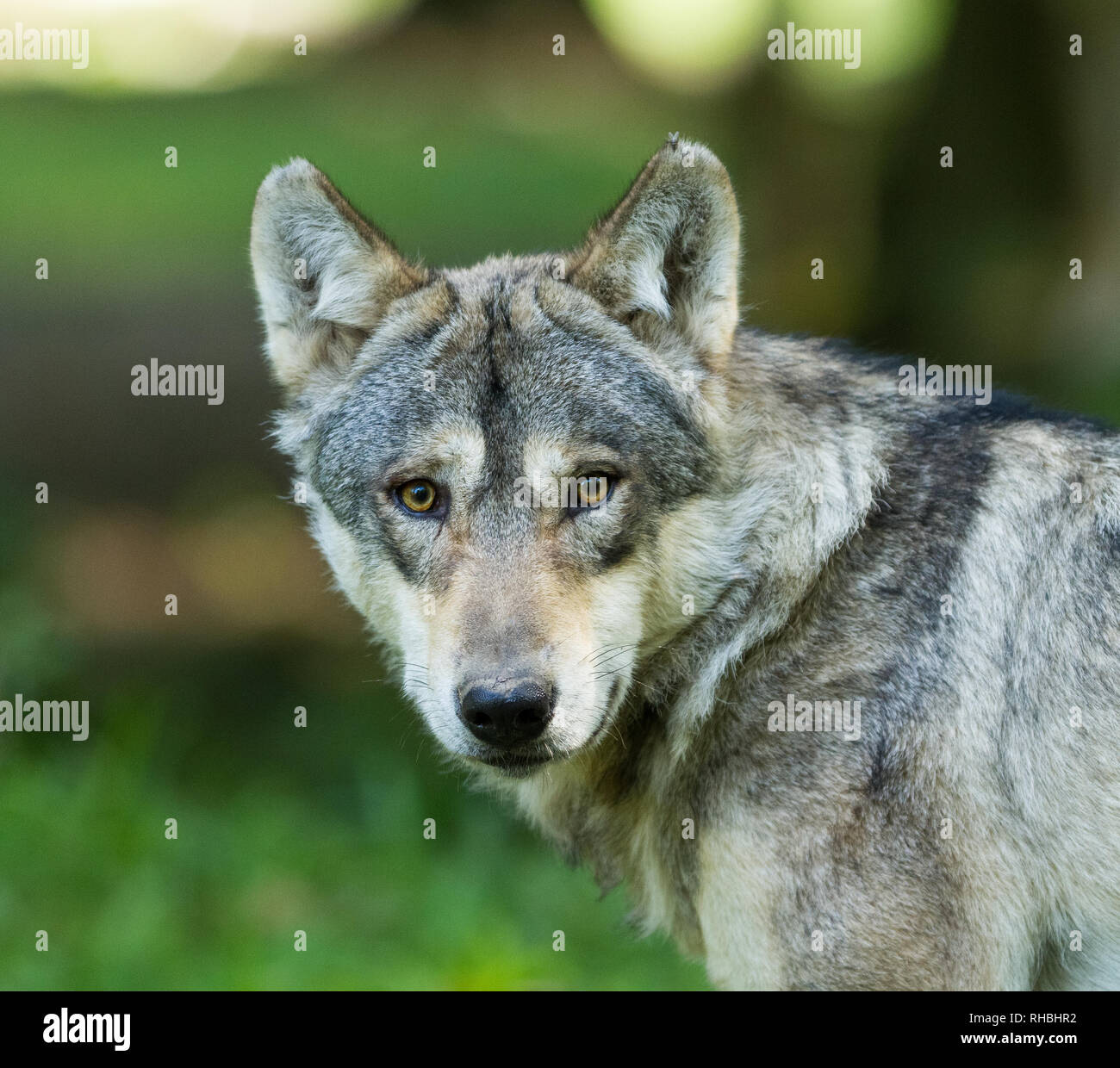 Grey wolf in the forest Stock Photo - Alamy