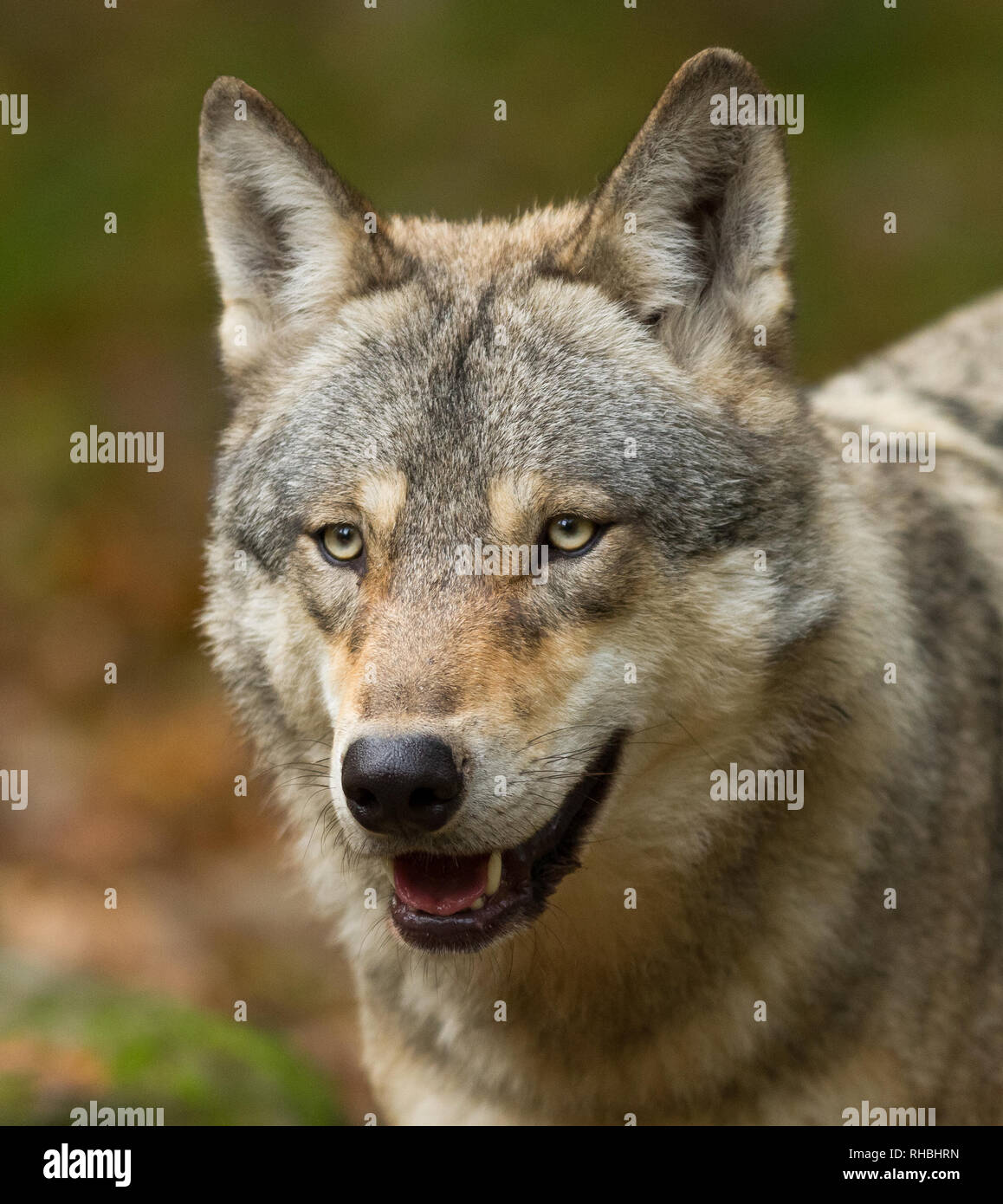 Grey wolf in the forest Stock Photo - Alamy