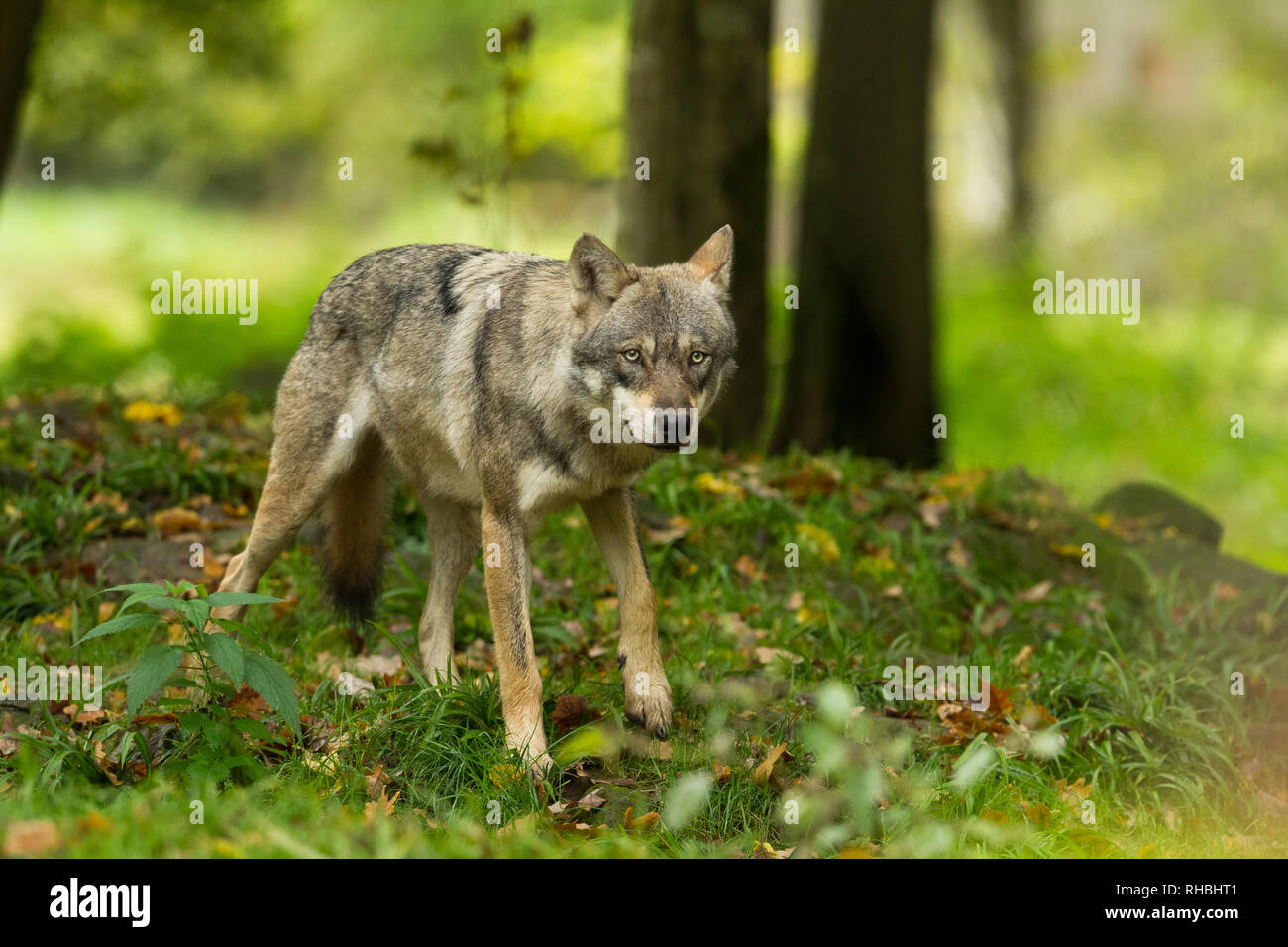 Grey wolf in the forest Stock Photo - Alamy