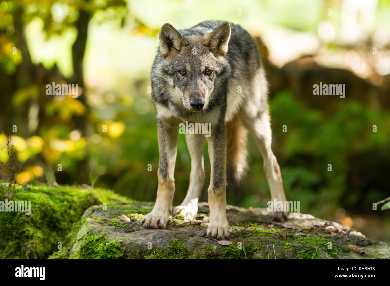 Grey wolf in the forest Stock Photo - Alamy