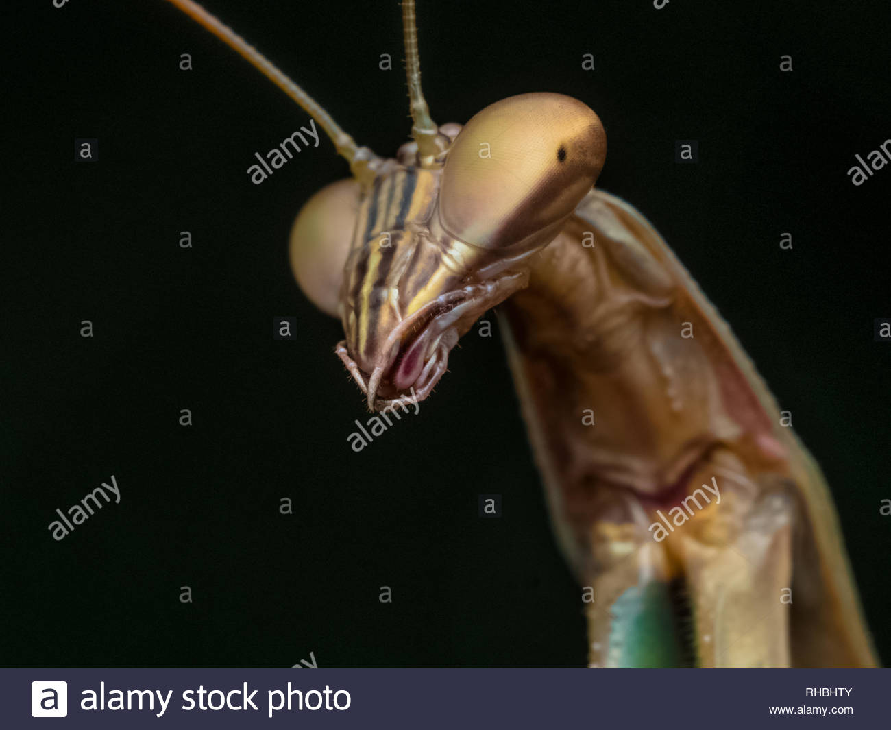 Chinese Praying Mantis Stock Photos & Chinese Praying Mantis Stock ...