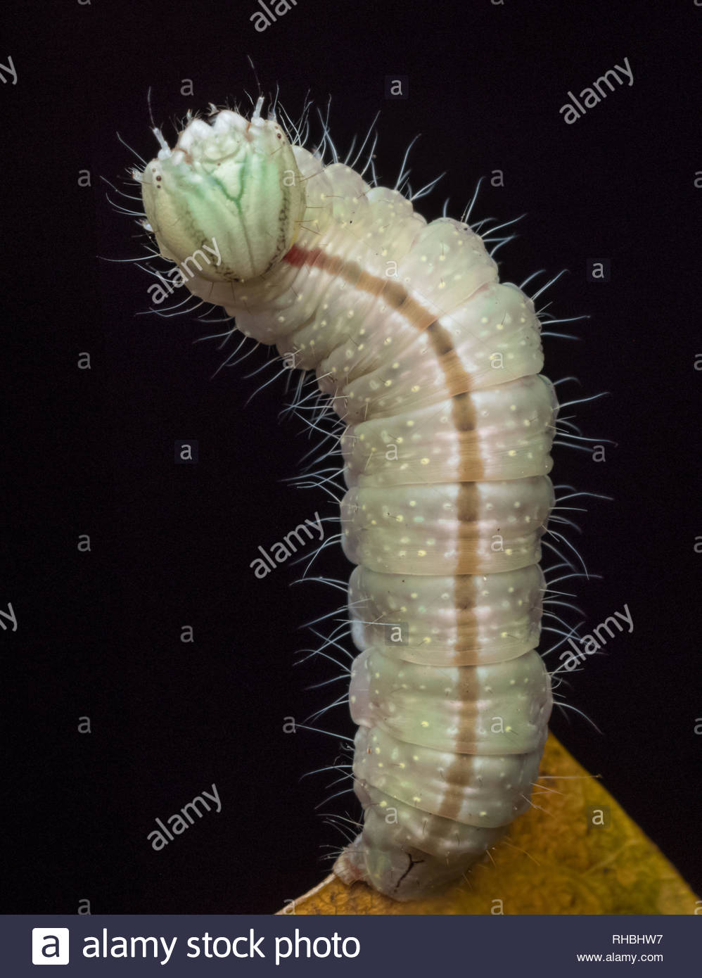 Inch Worm Stock Photos & Inch Worm Stock Images - Alamy