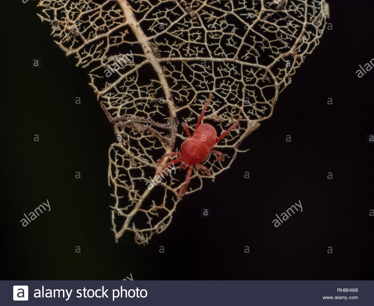Red Velvet Mite Stock Photos & Red Velvet Mite Stock Images - Alamy