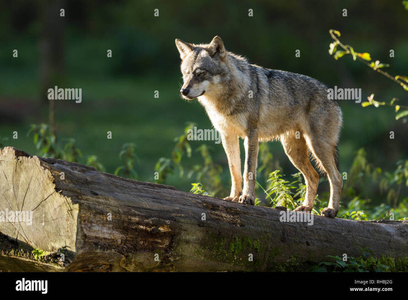 Wolves in forest up close hi-res stock photography and images - Alamy