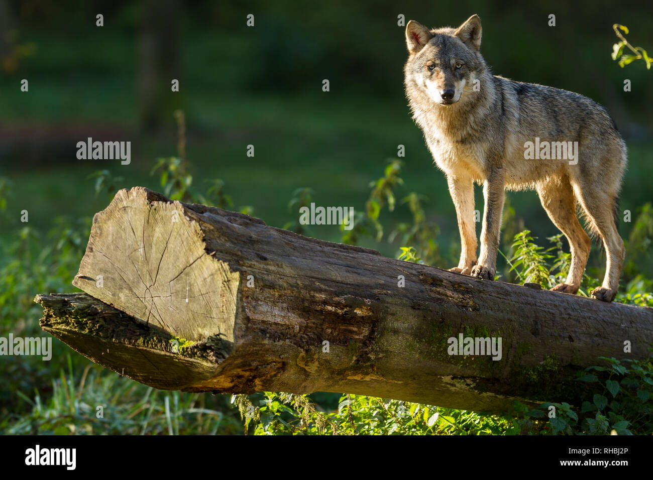 Grey wolf in the forest Stock Photo - Alamy