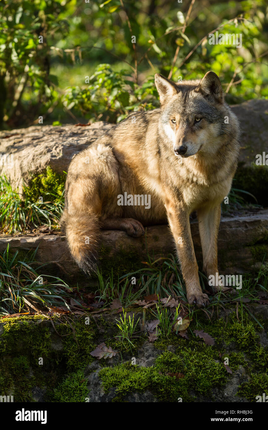 Grey wolf in the forest Stock Photo - Alamy