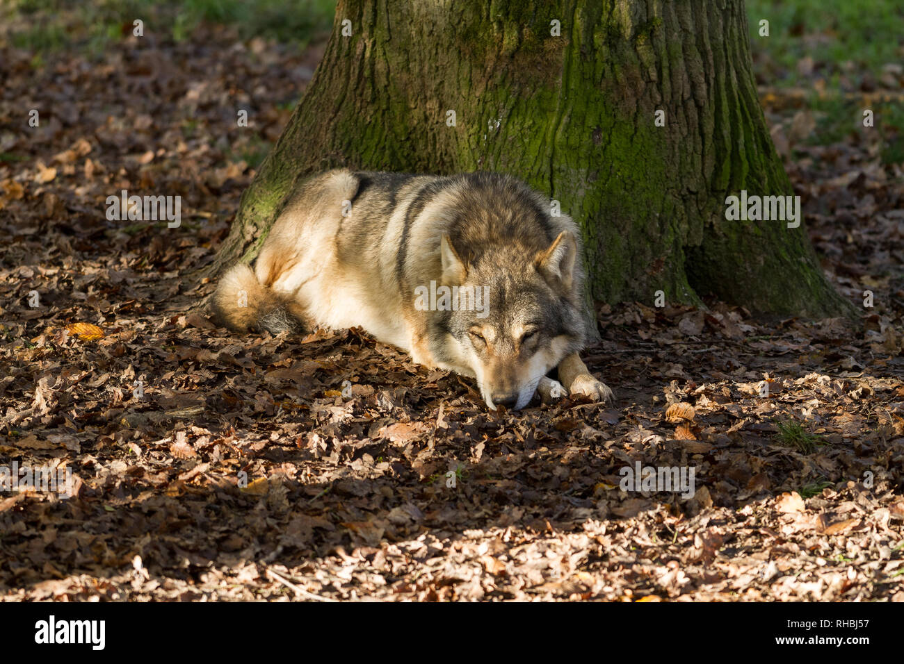 Grey wolf in the forest Stock Photo - Alamy